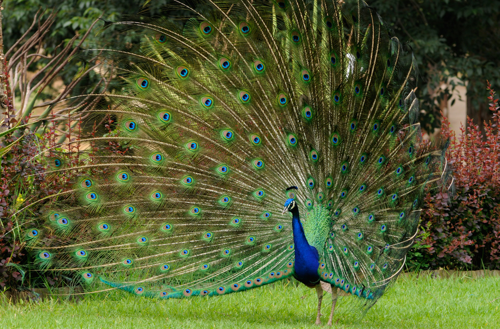 Pfau III Foto & Bild | tiere, wildlife, wildlife: sonstige tiere Bilder ...