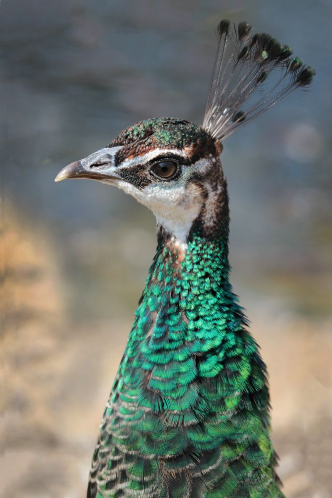 Pfau im Porträt Foto & Bild | natur, vogel, tiere Bilder auf fotocommunity