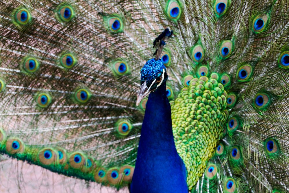 Pfau in Costa Rica Foto & Bild | tiere, wildlife, wild lebende vögel ...