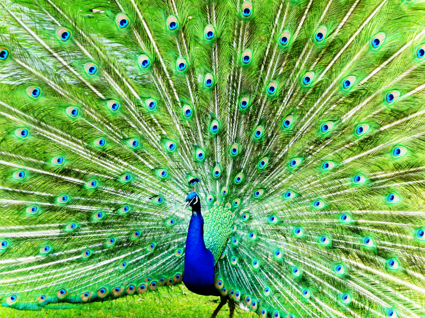 Pfau in voller pracht Foto & Bild | tiere, zoo, wildpark & falknerei ...