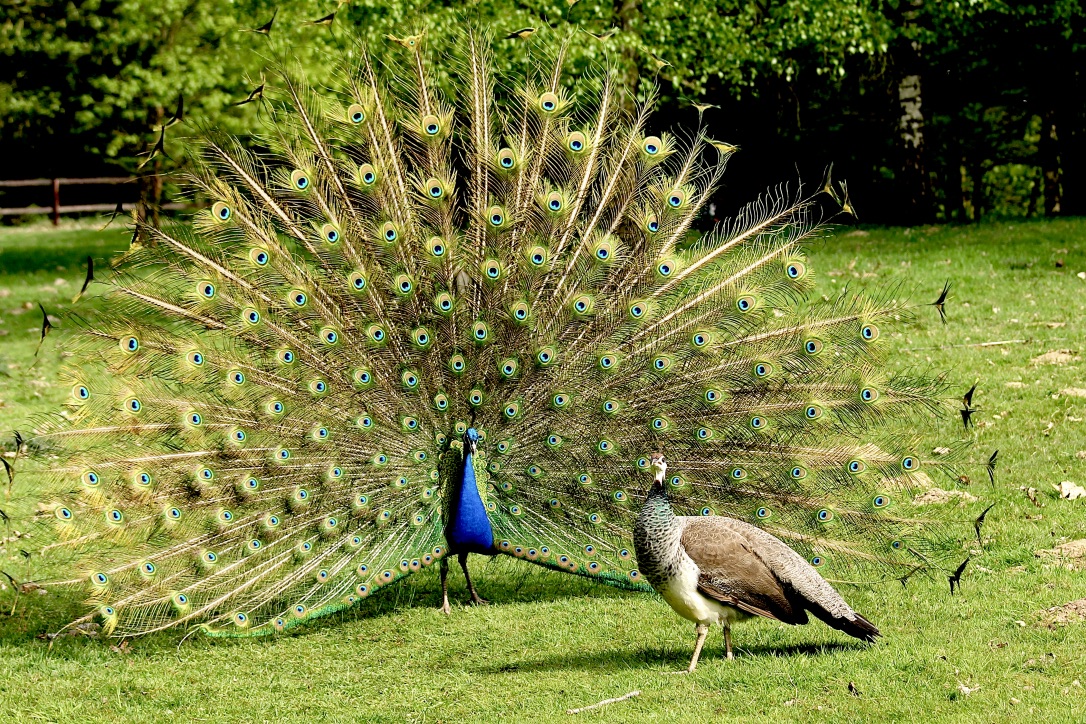 Pfau mit Frau Foto & Bild | natur, vogel, tiere Bilder auf fotocommunity