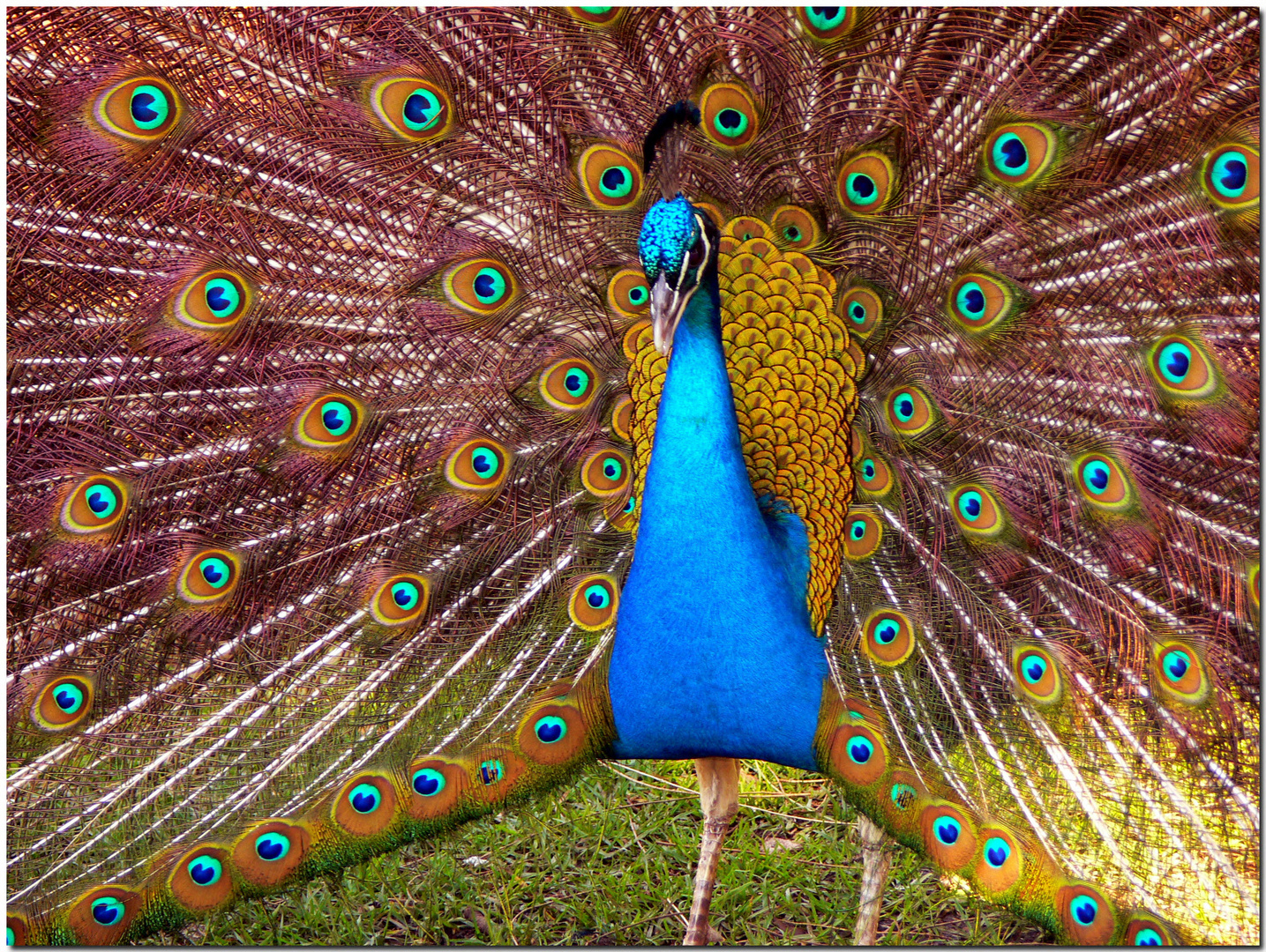 Pfau Paßfoto Foto & Bild | tiere, zoo, wildpark & falknerei, vögel ...