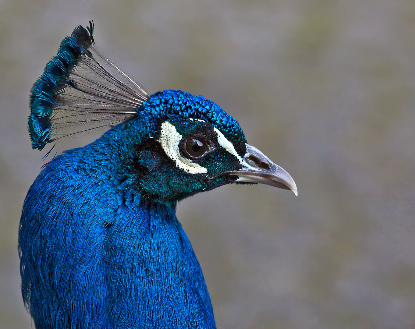 Pfau-Portrait 001 Foto & Bild | himmel, natur, portrait Bilder auf ...