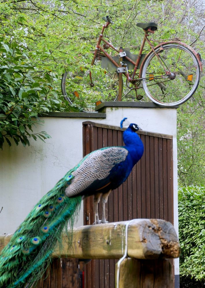 Pfau & Rad Foto & Bild | forsthaus, natur, dach Bilder auf fotocommunity