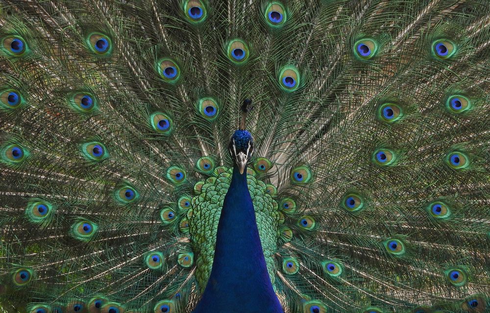 Pfau - Teilansicht_01: Rad Foto & Bild | natur, tiere, vögel Bilder auf ...