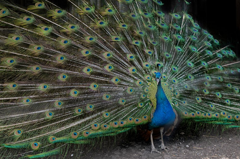 Pfau zeigt sich mit Rad am 03.06.2022 Foto & Bild | natur, tiere, vögel ...