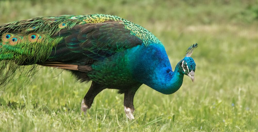 Pfauen-Portrait 001 Foto & Bild | tiere, landschaft, jahreszeiten ...