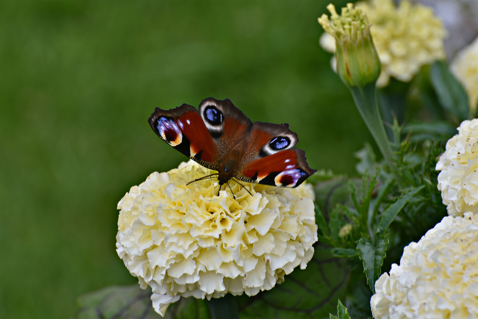 Pfauenauge 02 Foto & Bild | deutschland, europe, bayern Bilder auf ...