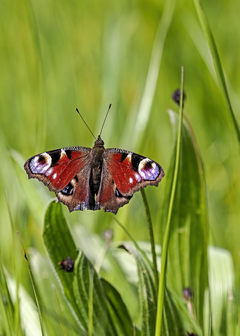 Pfauenauge Foto & Bild | tiere, wildlife, schmetterlinge Bilder auf ...