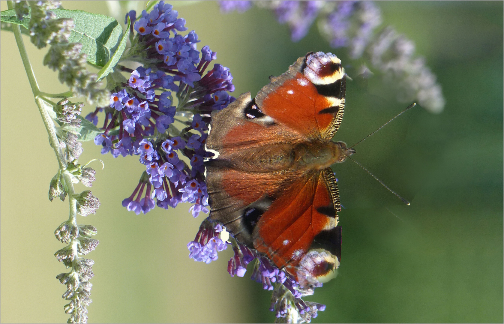 Pfauenauge Foto & Bild | tiere, fotos, spezial Bilder auf fotocommunity