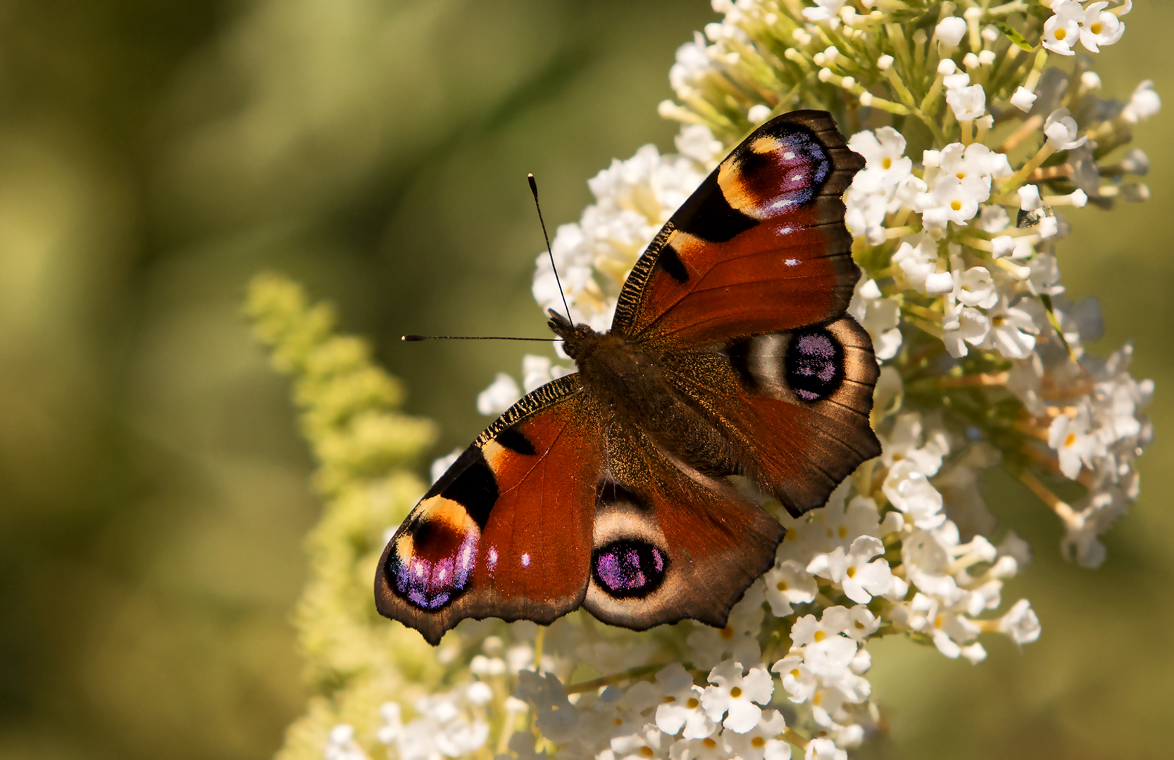 Pfauenauge Foto & Bild | landschaft, lebensräume, natur Bilder auf ...