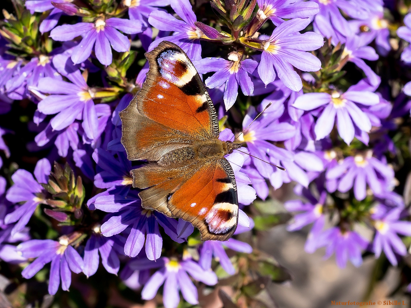 Pfauenauge Foto & Bild | makro, natur, herbst Bilder auf fotocommunity
