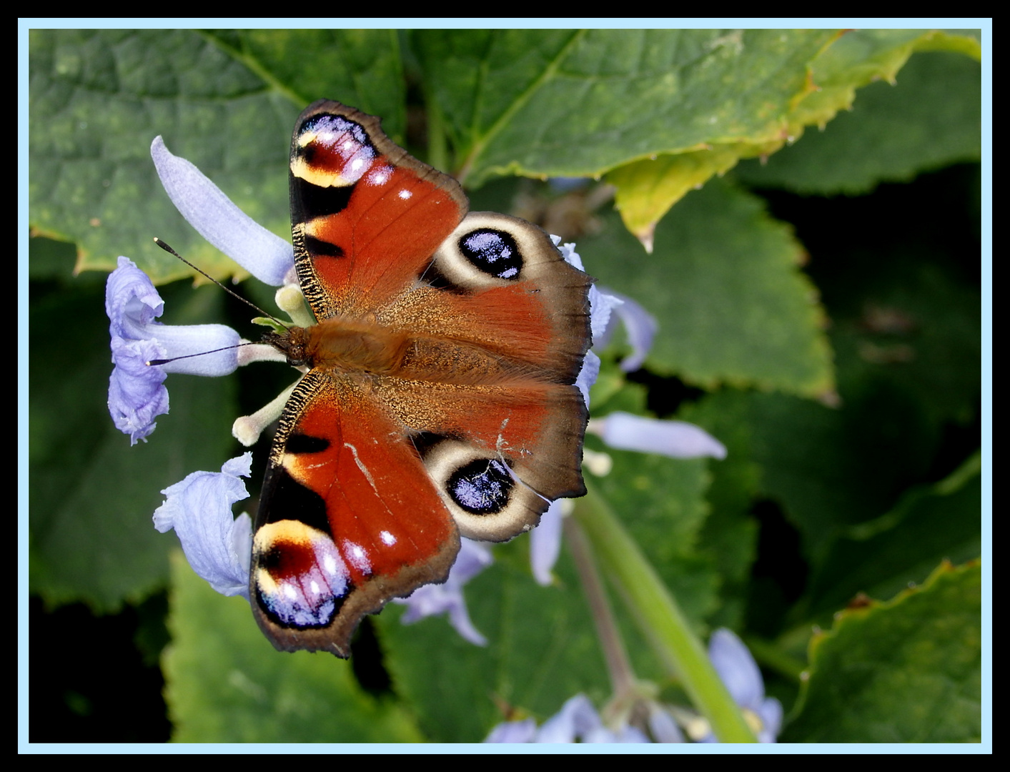 Pfauenauge 1 Foto & Bild | natur, schmetterling, tiere Bilder auf ...