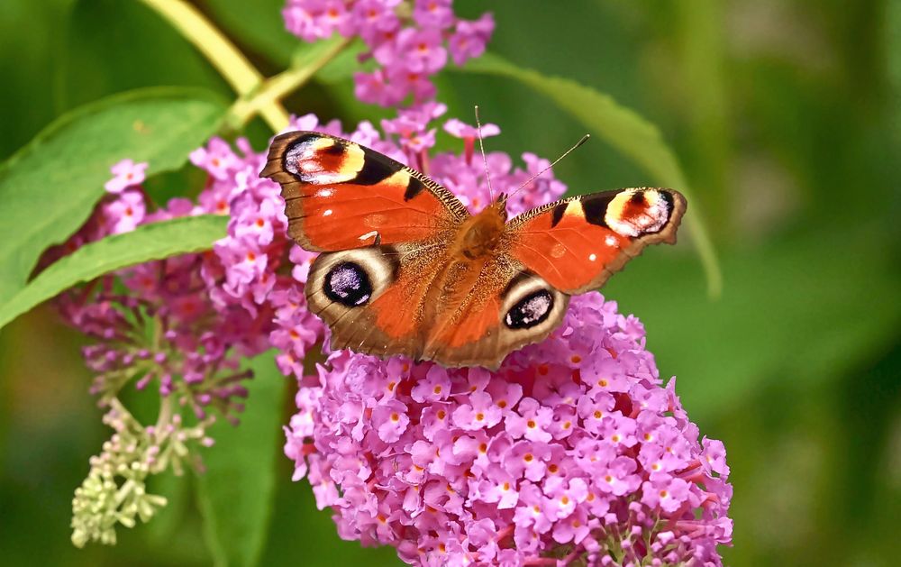 Pfauenauge Foto & Bild | tiere, wildlife, schmetterlinge Bilder auf ...