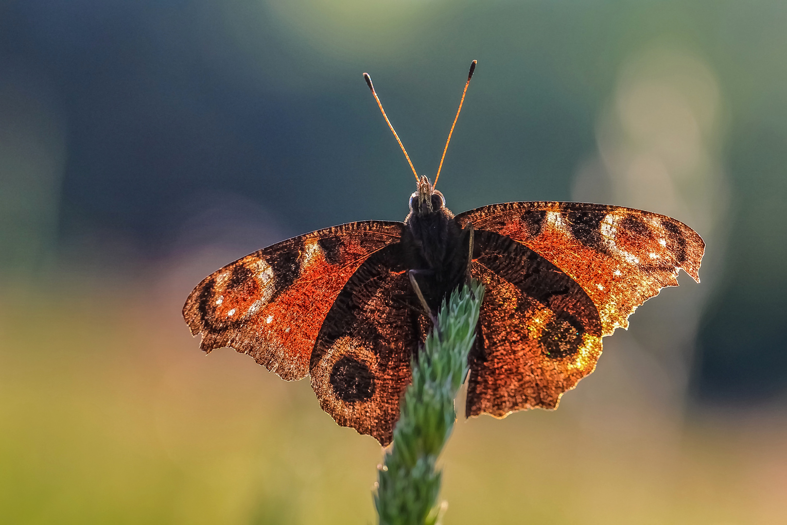 Pfauenauge Foto & Bild | tiere, wildlife, schmetterlinge Bilder auf ...