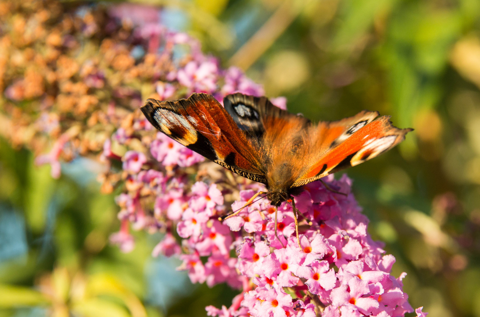 Pfauenauge Foto & Bild | tiere, wildlife, schmetterlinge Bilder auf ...