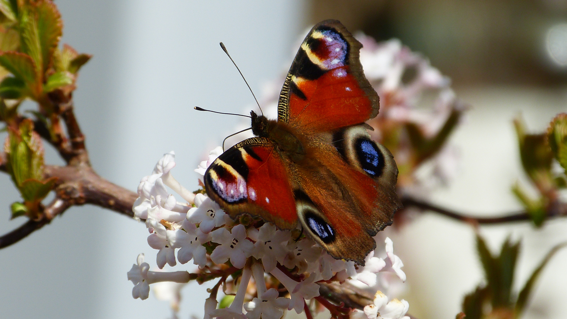 Pfauenauge Foto & Bild | tiere, wildlife, schmetterlinge Bilder auf ...