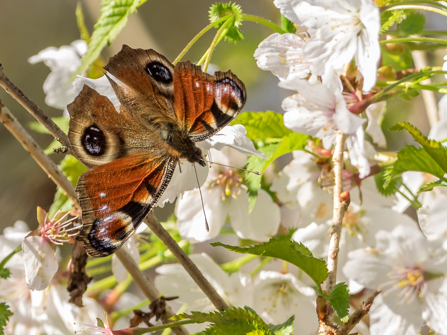 Pfauenauge 2 Foto & Bild | tiere, wildlife, schmetterlinge Bilder auf ...
