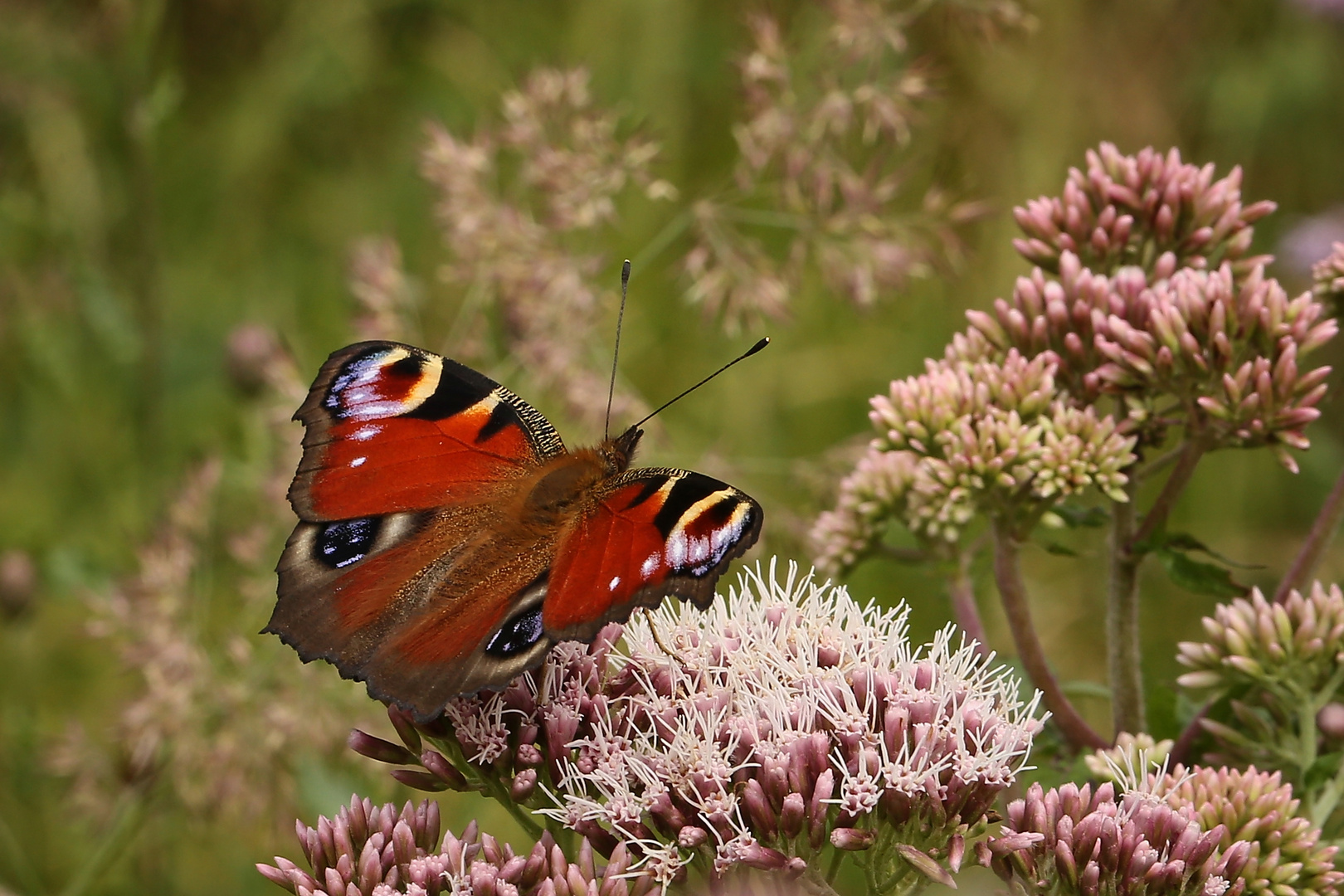 Pfauenauge (2016_07_26_EOS 6D_7403_ji) Foto & Bild | natur ...