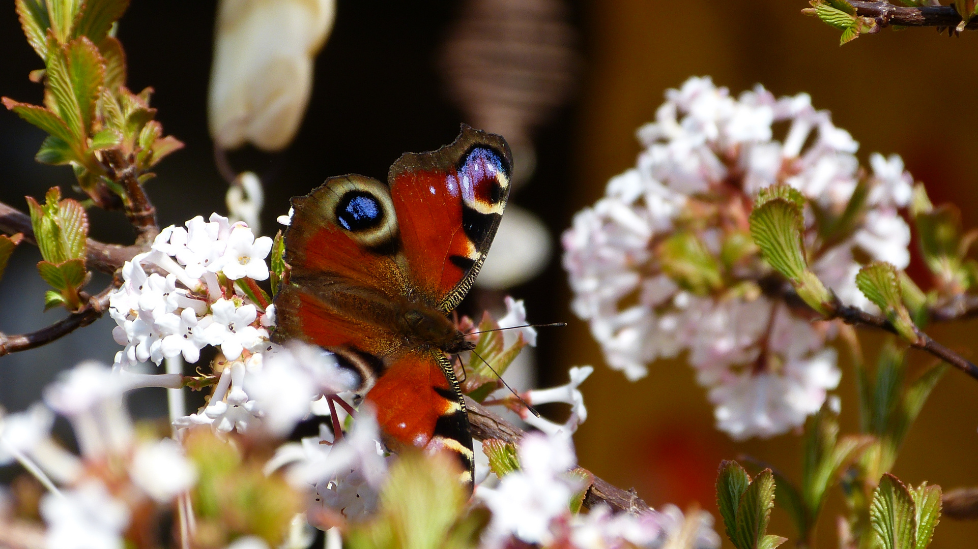 Pfauenauge Foto & Bild | tiere, wildlife, schmetterlinge Bilder auf ...