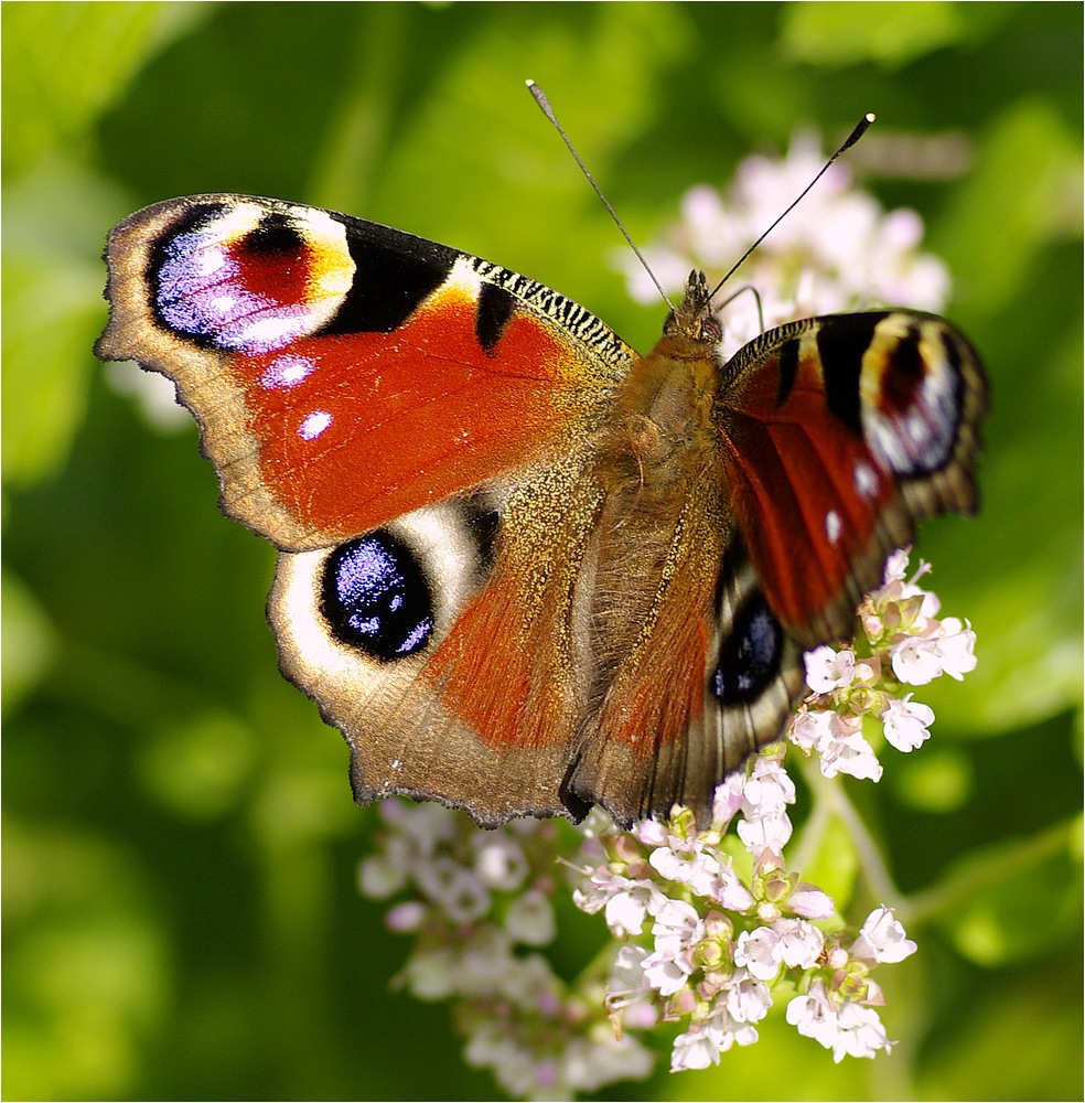 Pfauenauge Foto & Bild | tiere, wildlife, schmetterlinge Bilder auf ...