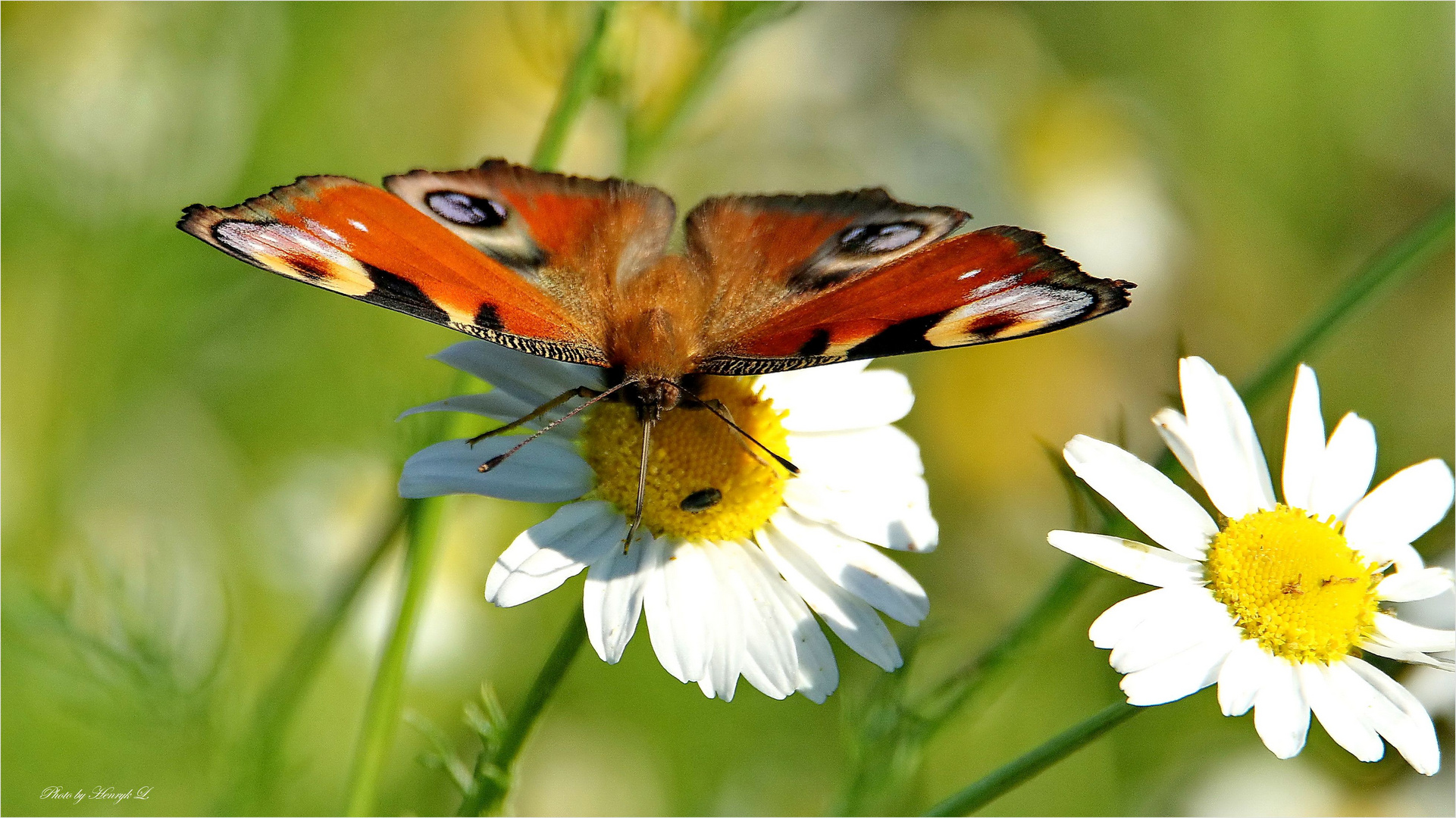 Pfauenauge Foto & Bild | tiere, wildlife, schmetterlinge Bilder auf ...