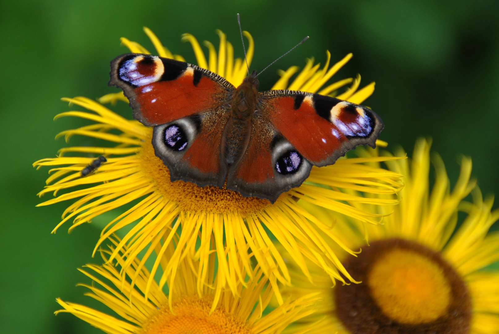 Pfauenauge Foto & Bild | tiere, wildlife, schmetterlinge Bilder auf ...
