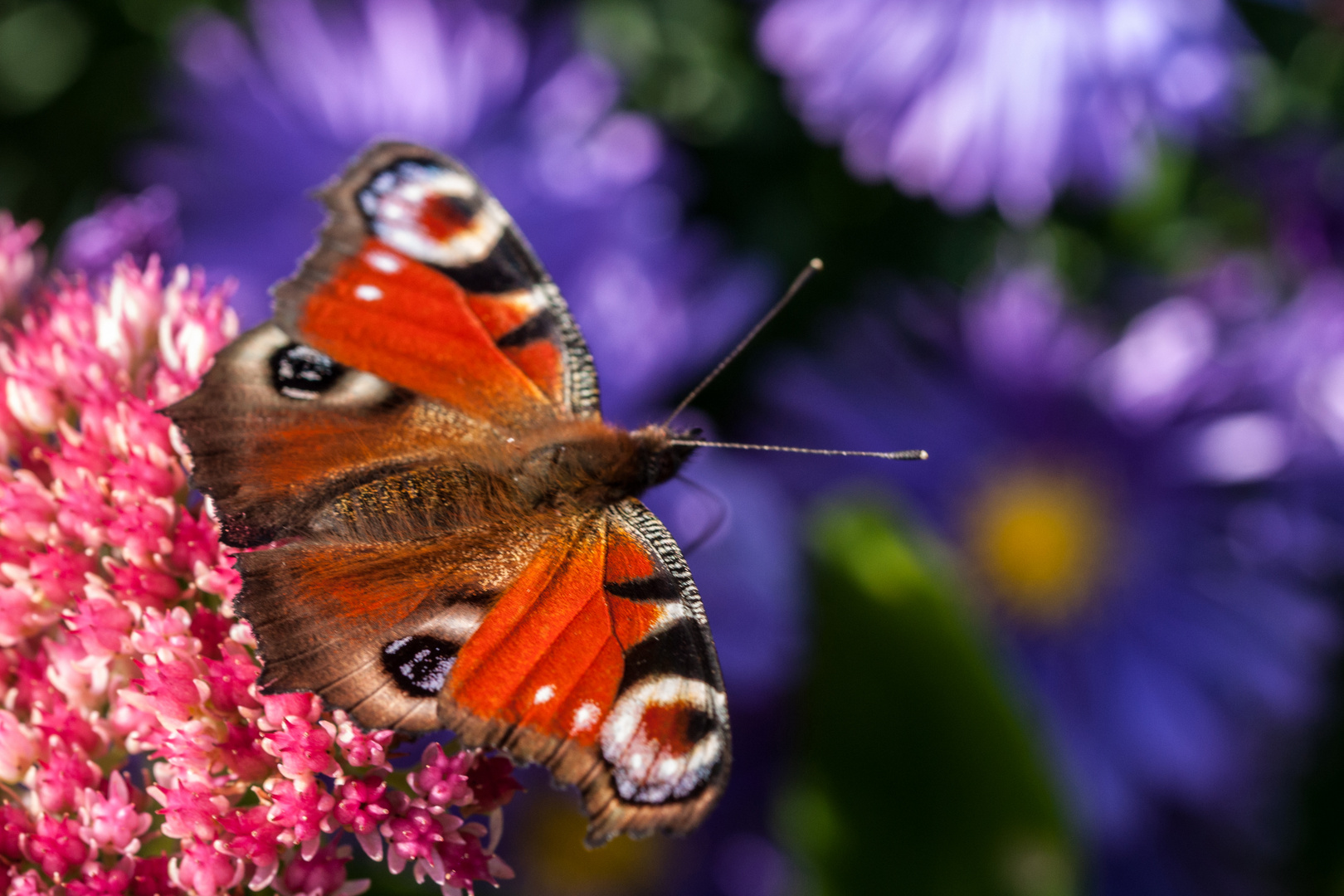 Pfauenauge Foto & Bild | tiere, wildlife, schmetterlinge Bilder auf ...