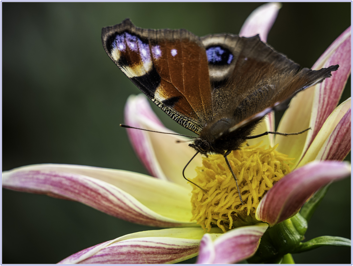 Pfauenauge Foto & Bild | makro, natur, herbst Bilder auf fotocommunity