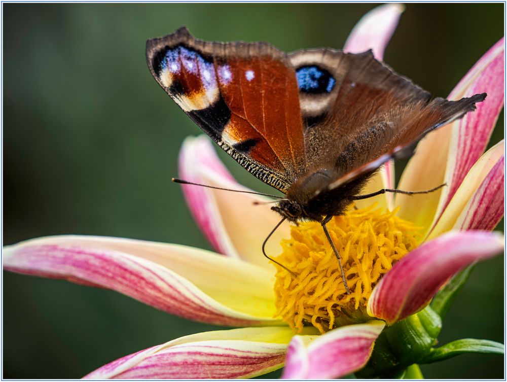 Pfauenauge Foto & Bild | makro, natur, herbst Bilder auf fotocommunity