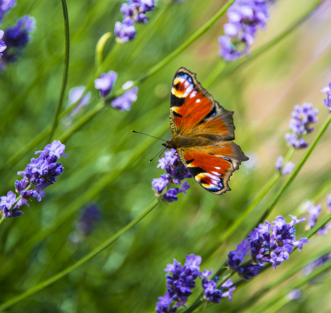Pfauenauge Foto & Bild | tiere, wildlife, schmetterlinge Bilder auf ...