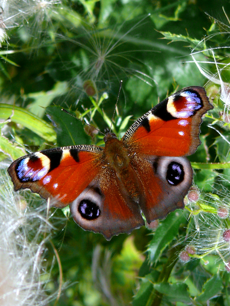 Pfauenauge Foto & Bild | tiere, wildlife, schmetterlinge Bilder auf ...