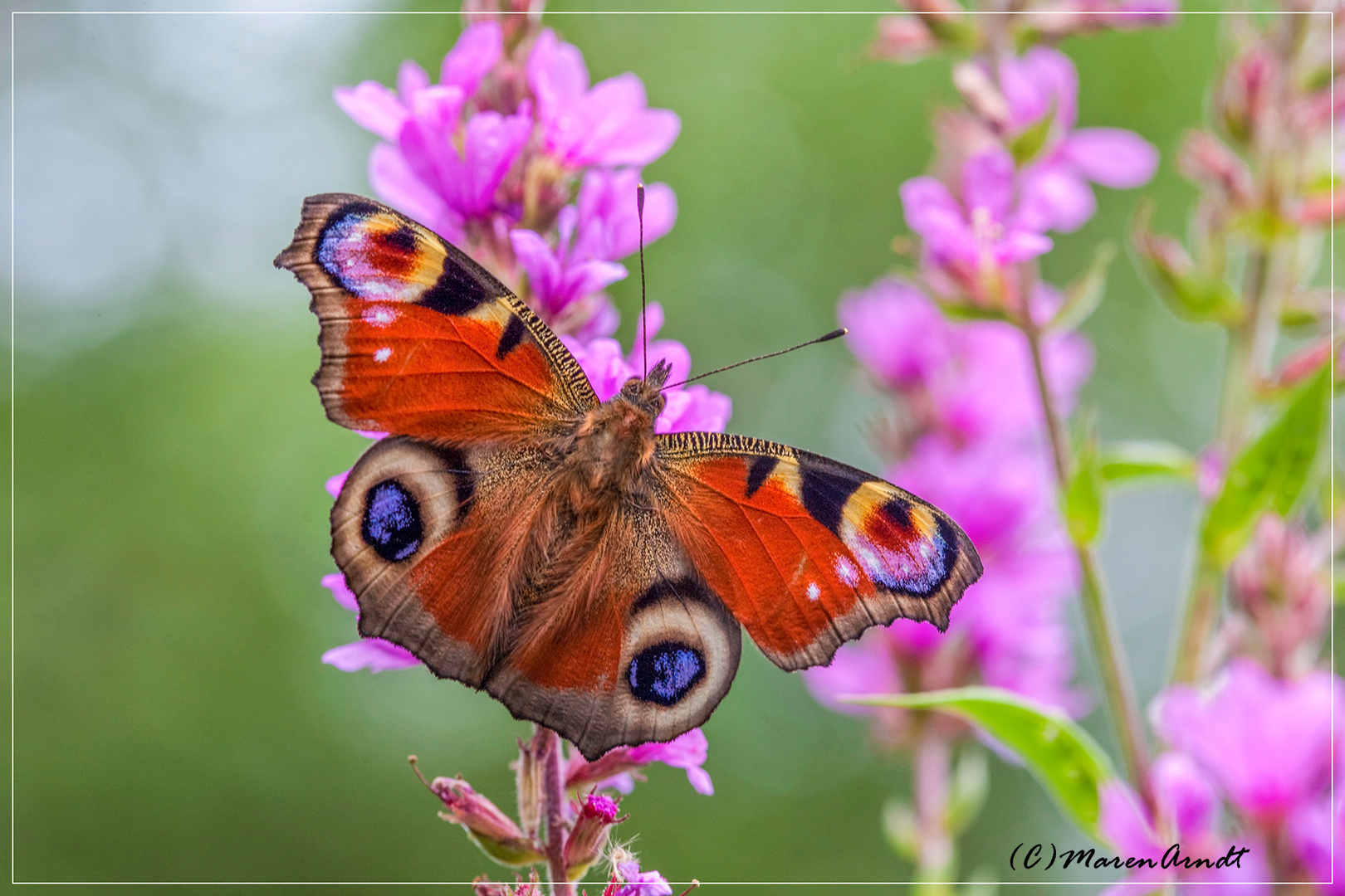 Pfauenauge Foto & Bild | sommer, natur, schmetterling Bilder auf ...