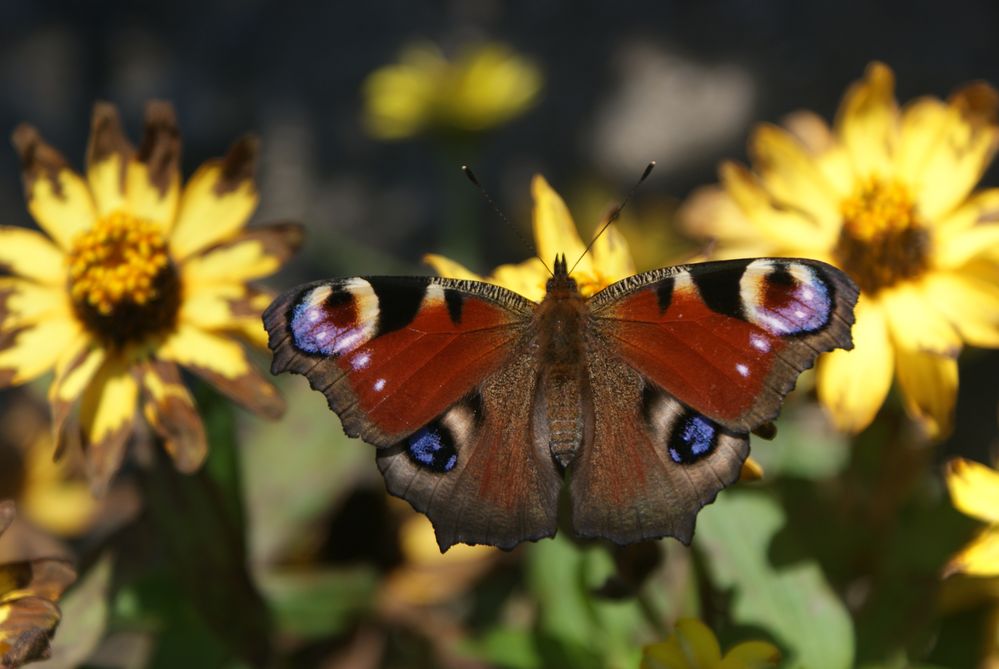 Pfauenauge Foto & Bild | tiere, wildlife, schmetterlinge Bilder auf ...