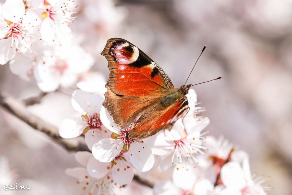 Pfauenauge... Foto & Bild | landschaft, jahreszeiten, lebensräume ...