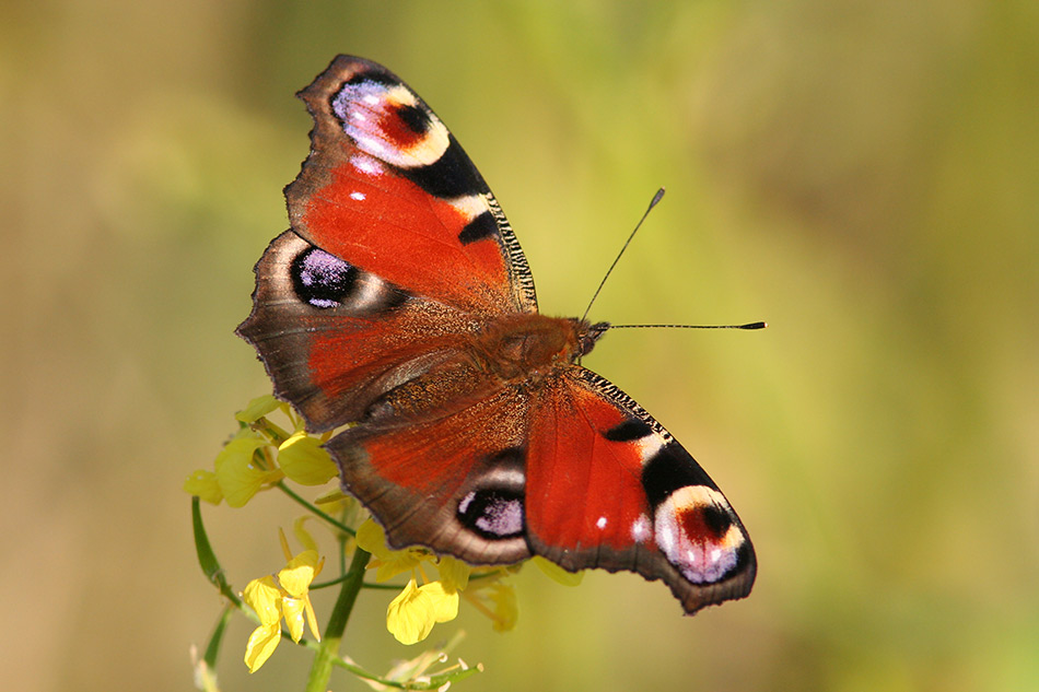 Pfauenauge Foto & Bild | tiere, wildlife, schmetterlinge Bilder auf ...