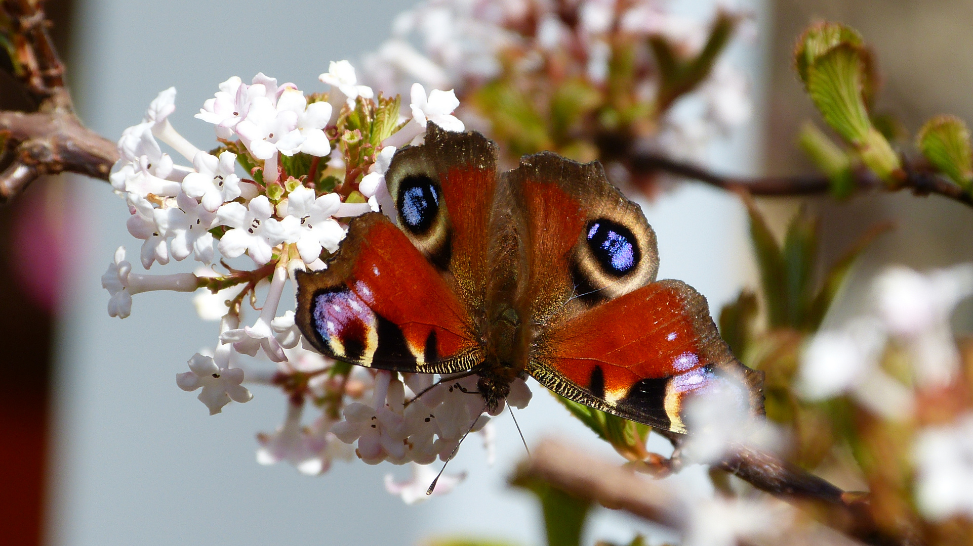 Pfauenauge Foto & Bild | tiere, wildlife, schmetterlinge Bilder auf ...