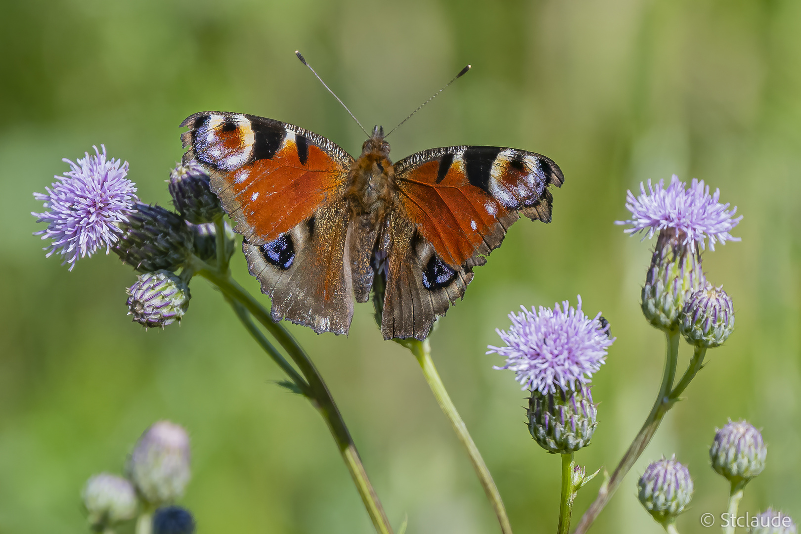 Pfauenauge Foto & Bild | natur, nahaufnahme, pflanzen Bilder auf ...