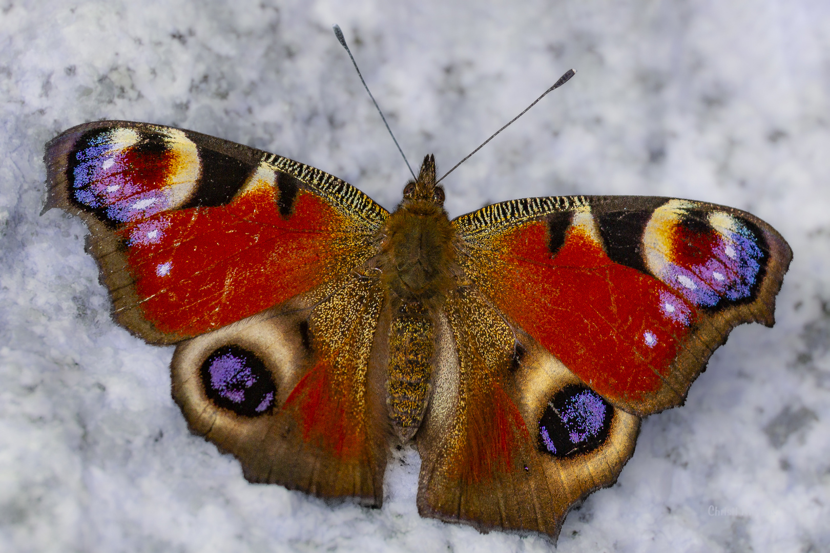 Pfauenauge Foto & Bild | tiere, wildlife, schmetterlinge Bilder auf ...