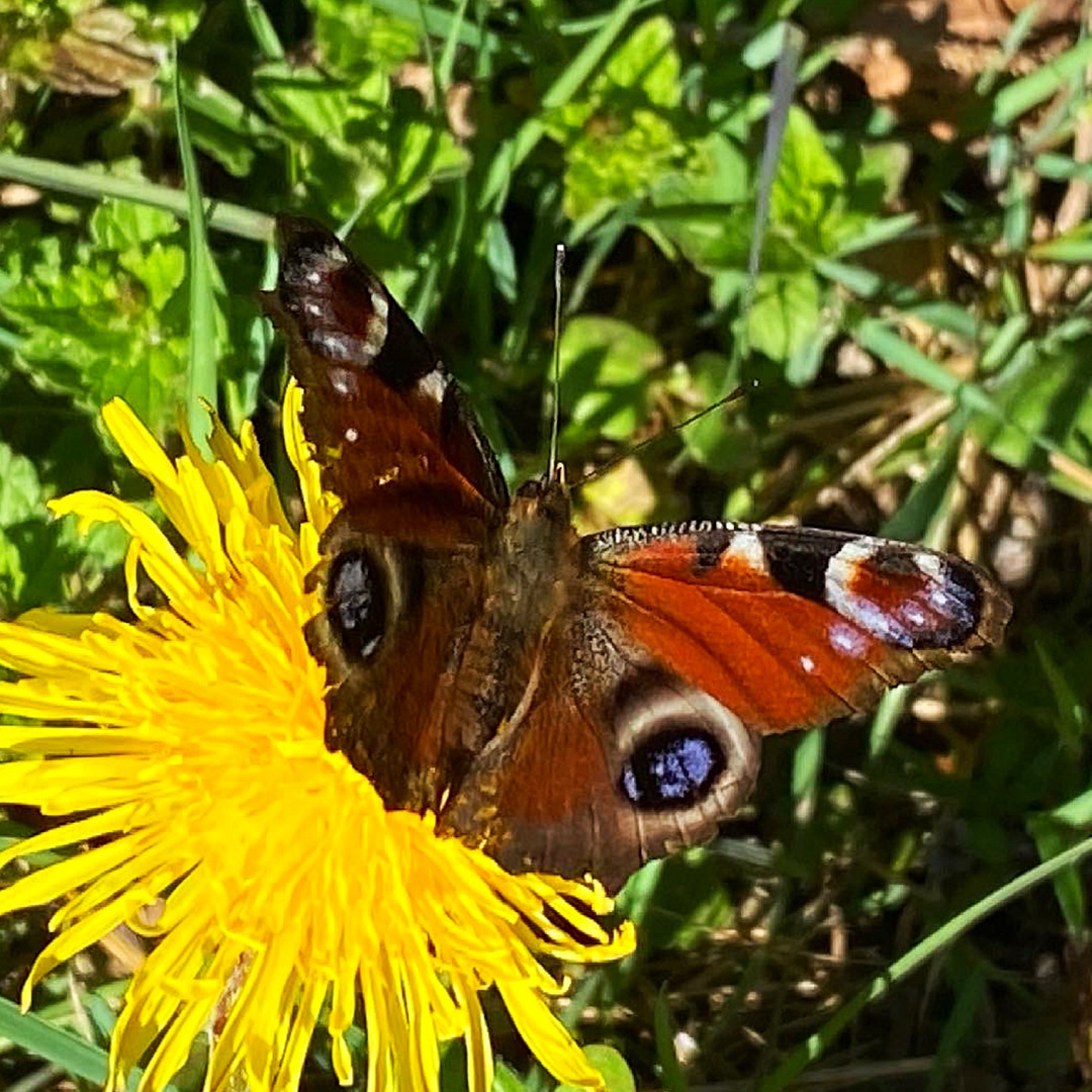 Pfauenauge Foto & Bild | fotos, natur, blumen Bilder auf fotocommunity