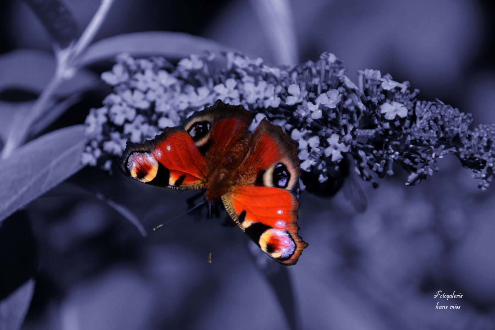 Pfauenauge Foto & Bild | natur, insekten, tiere Bilder auf fotocommunity