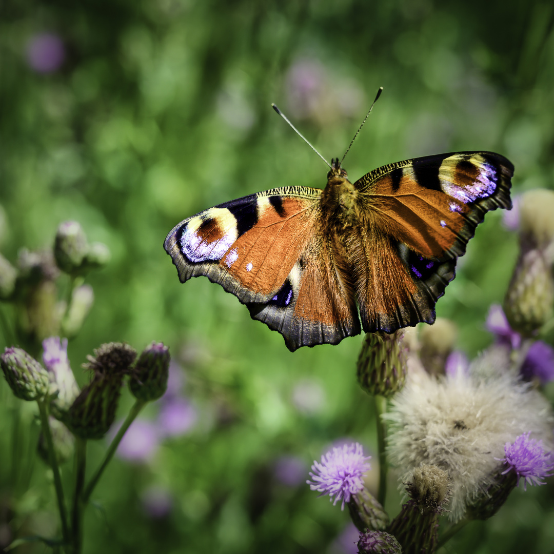 Pfauenauge Foto & Bild | tiere, wildlife, schmetterlinge Bilder auf ...
