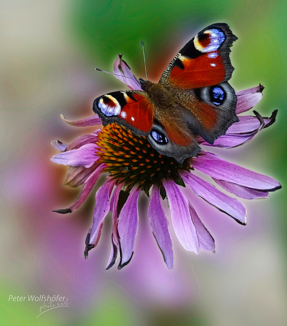 Pfauenauge auf Blüte Foto & Bild | tiere, wildlife, insekten Bilder auf ...