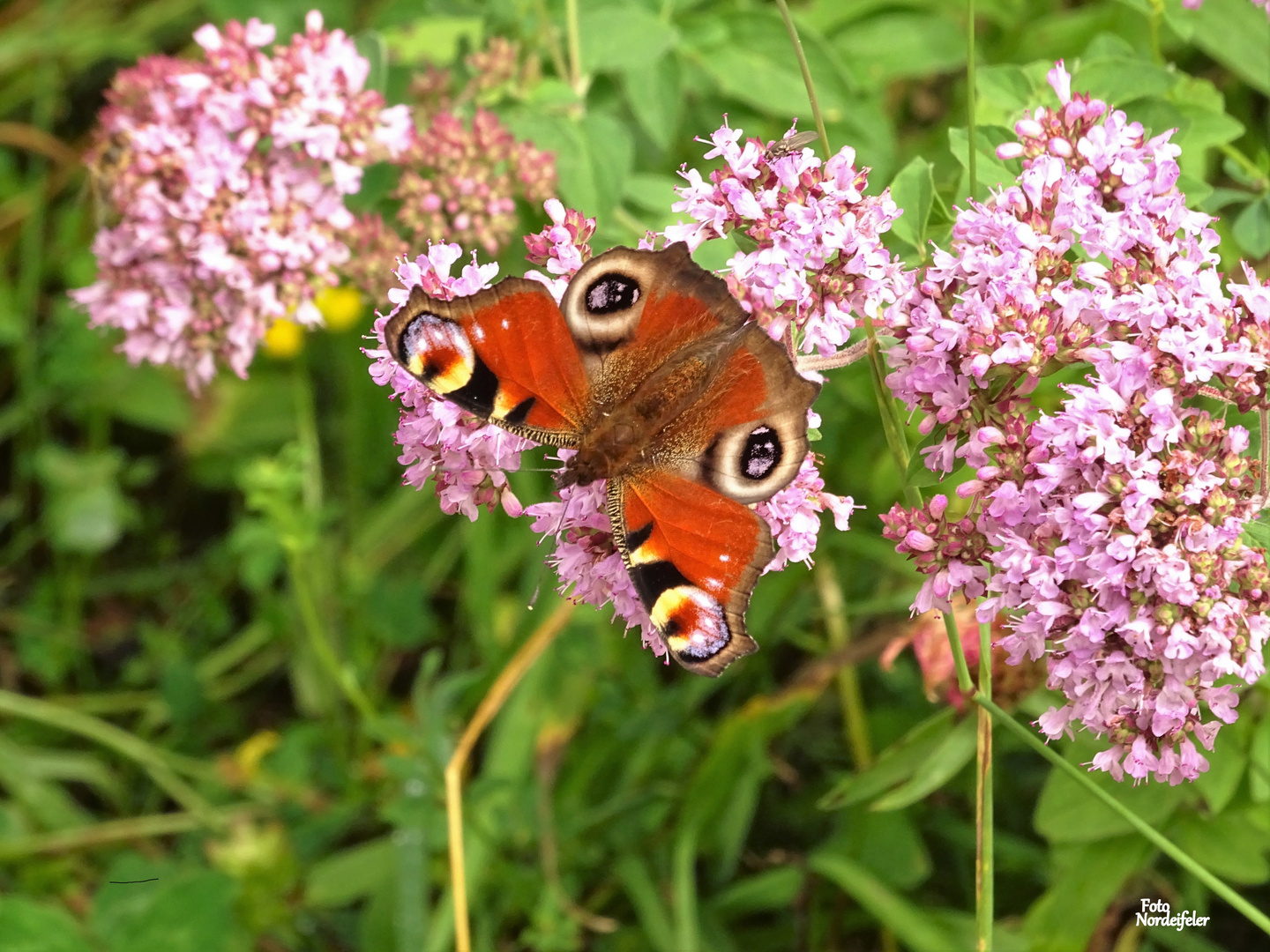 Pfauenauge auf Dost Foto & Bild | natur, unsere heimischen falter ...