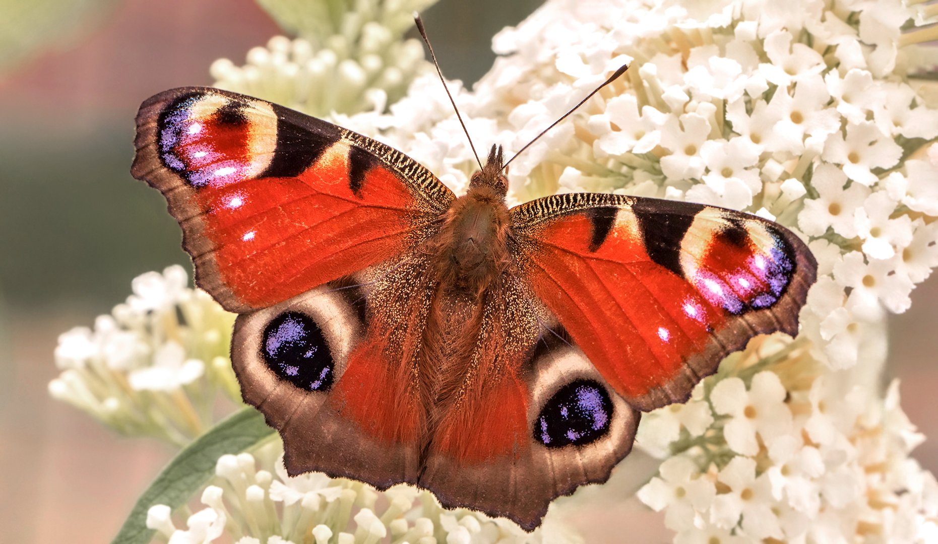 Pfauenauge auf Sommerflieder Foto & Bild | tiere, wildlife ...