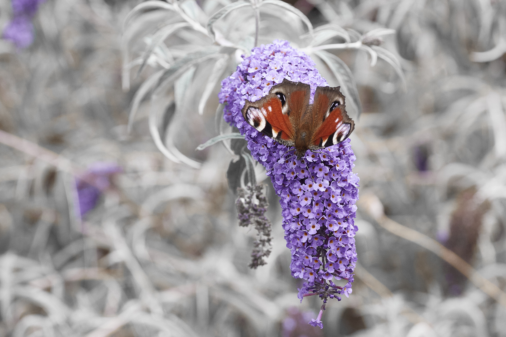 Pfauenauge auf Sommerflieder teilentsättigt Foto & Bild | natur ...