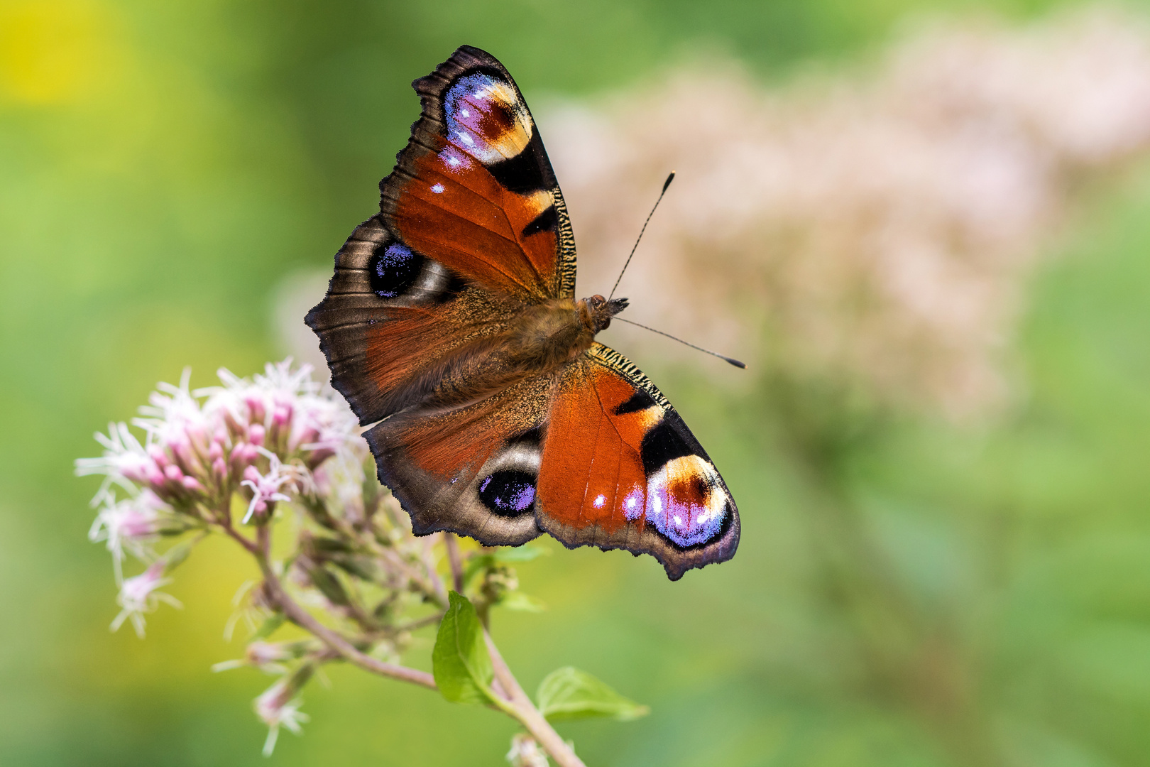 Pfauenauge auf Wasserdost Foto & Bild | tiere, wildlife, schmetterlinge ...