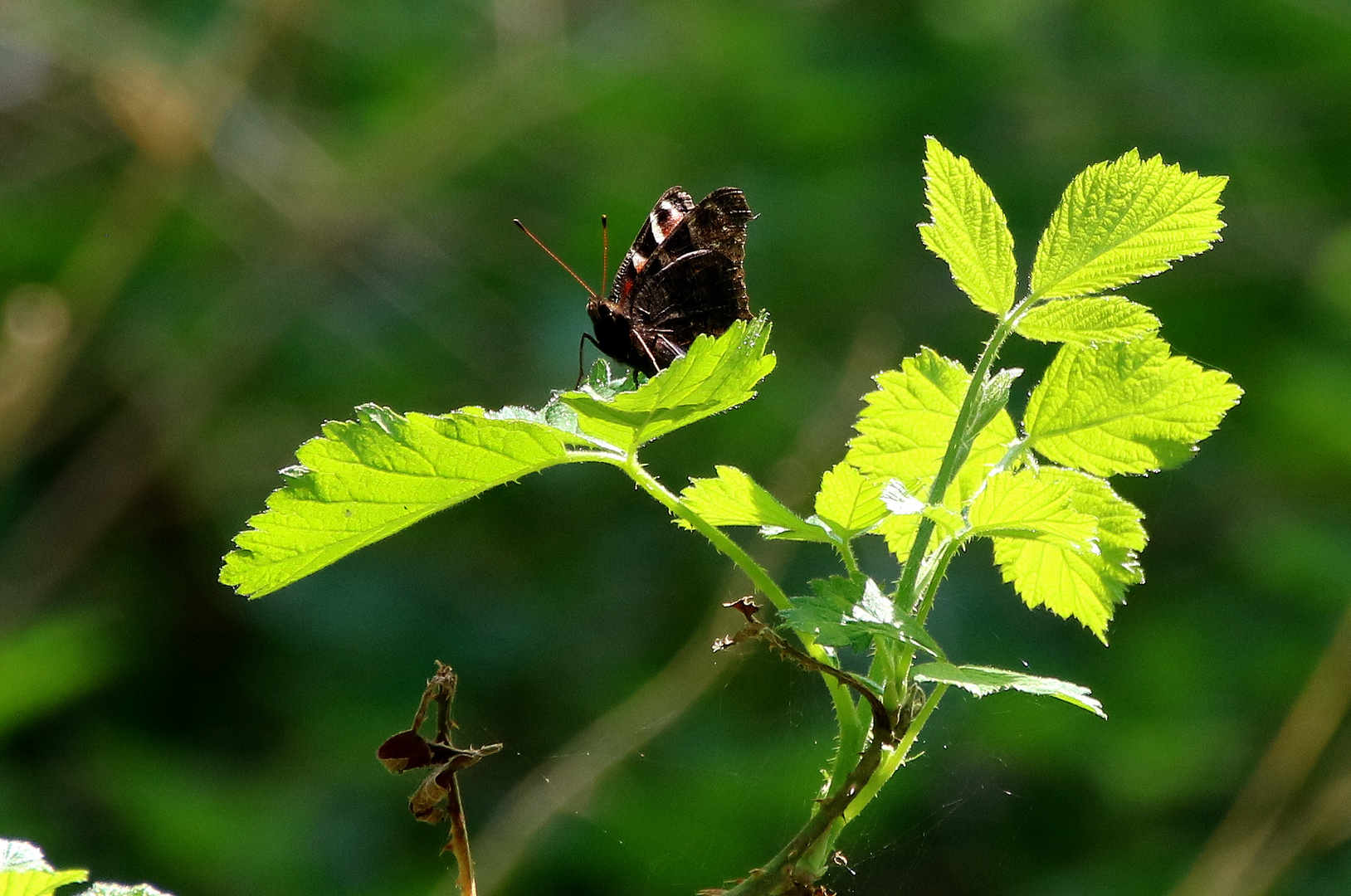 Pfauenauge Foto & Bild | licht, frühling, natur Bilder auf fotocommunity