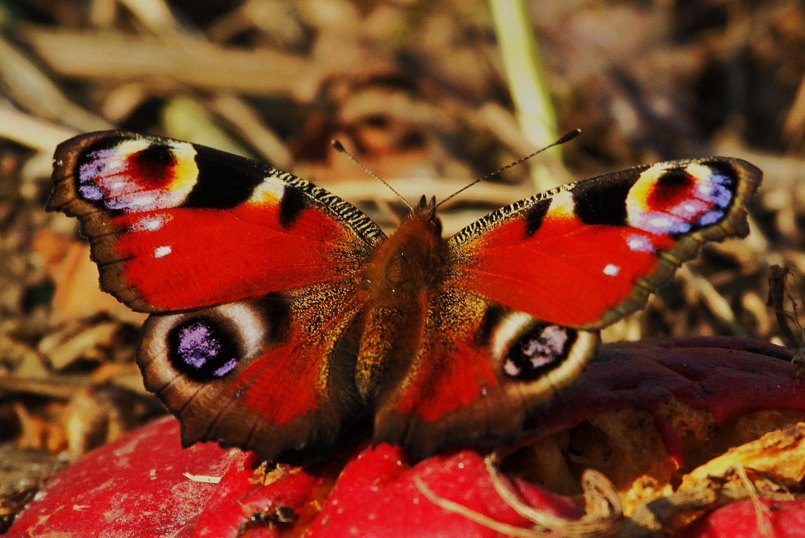 Pfauenauge Foto & Bild | tiere, wildlife, schmetterlinge Bilder auf ...