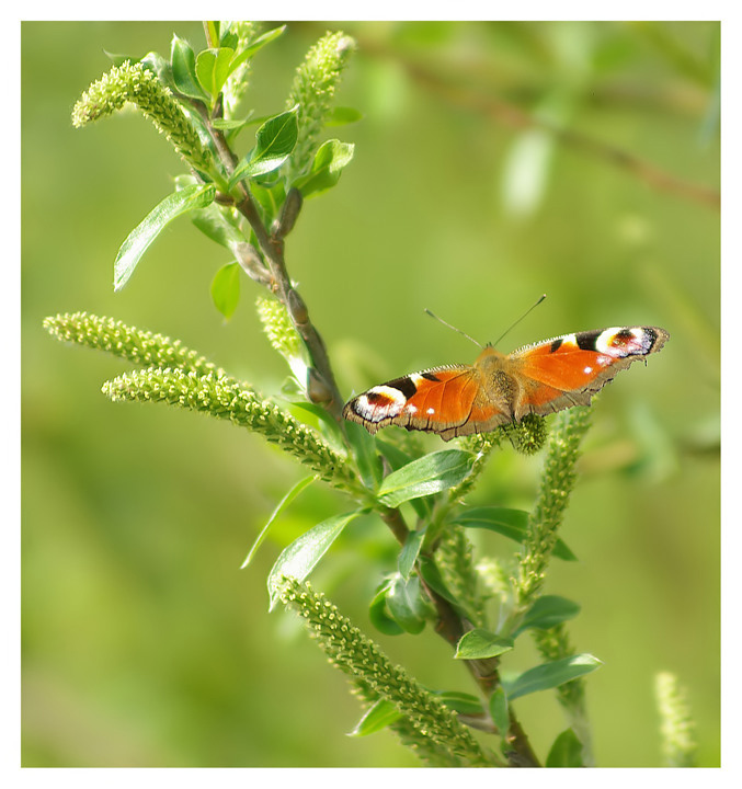 Pfauenauge Foto & Bild | tiere, wildlife, schmetterlinge Bilder auf ...